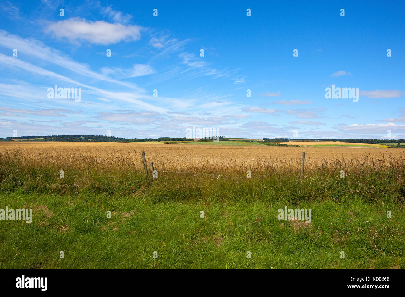 golden barley crop with agricultural scenery in the yorkshire wolds ...