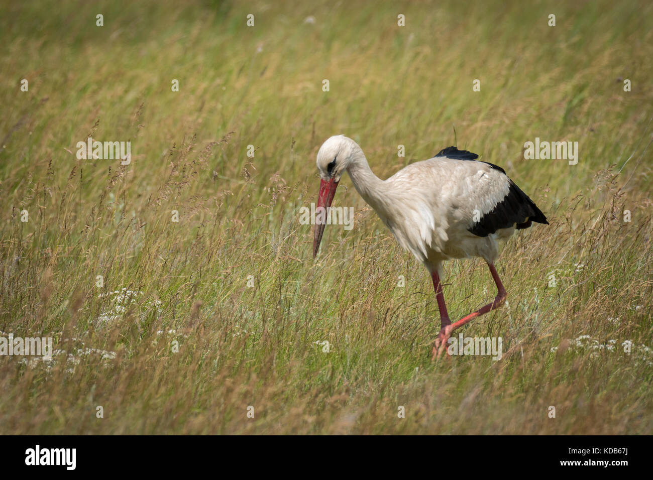 Wild wild country documentary hi-res stock photography and images - Alamy