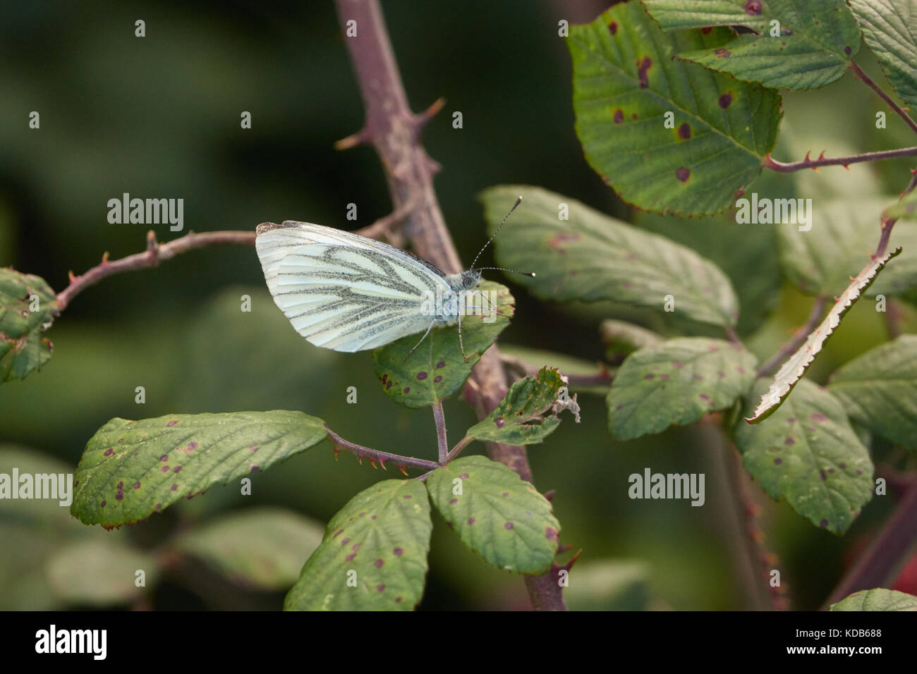 Green veined white butterfly on brambles Stock Photo - Alamy