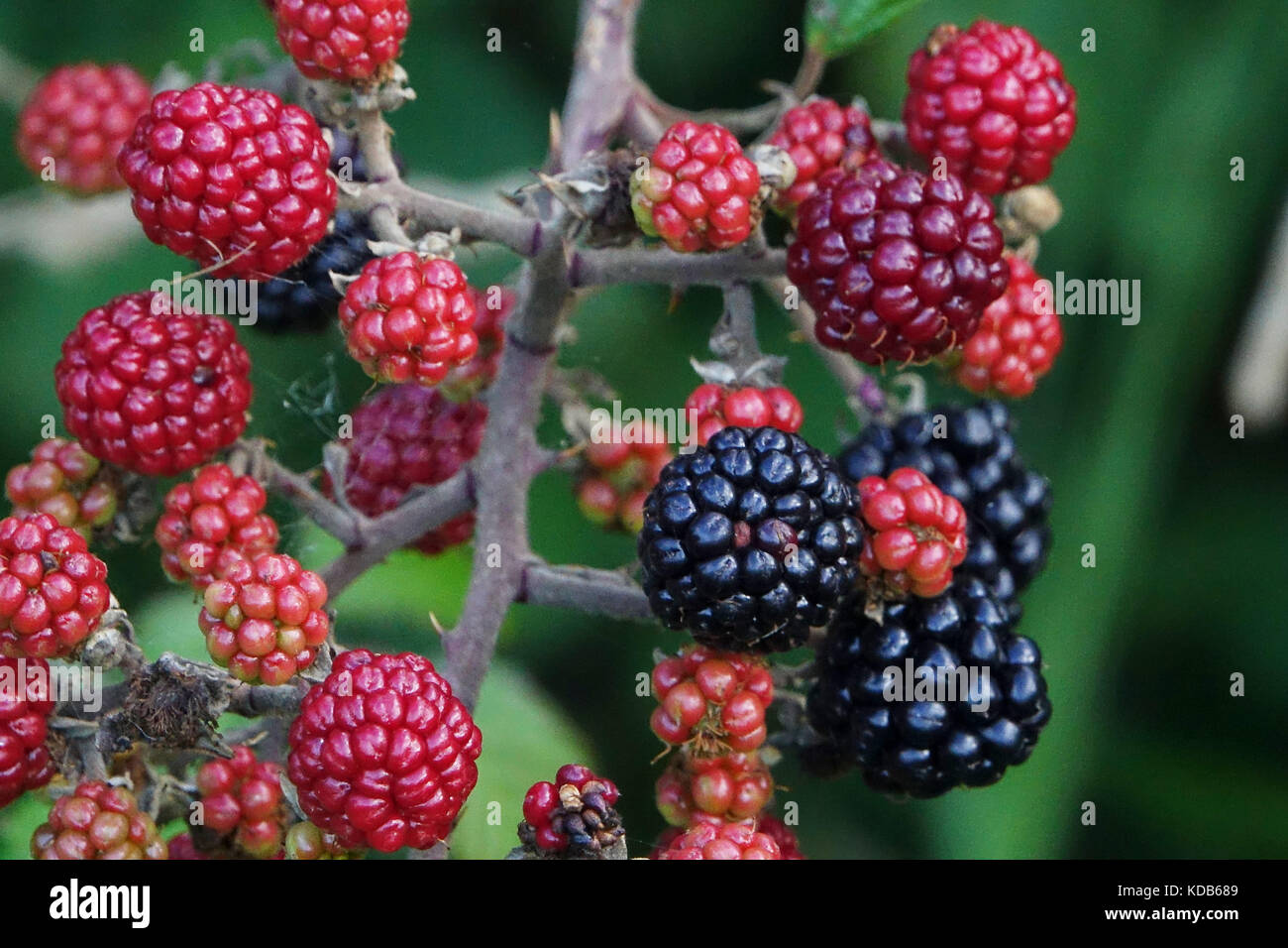 Wild blackberries on a bramble bush, close up Stock Photo - Alamy