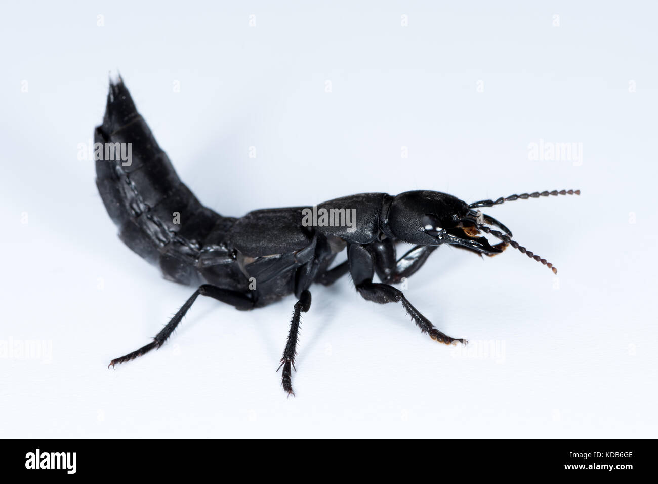 Devil's coach horse beetle (Ocypus olens, Staphylinidae) on a white ...