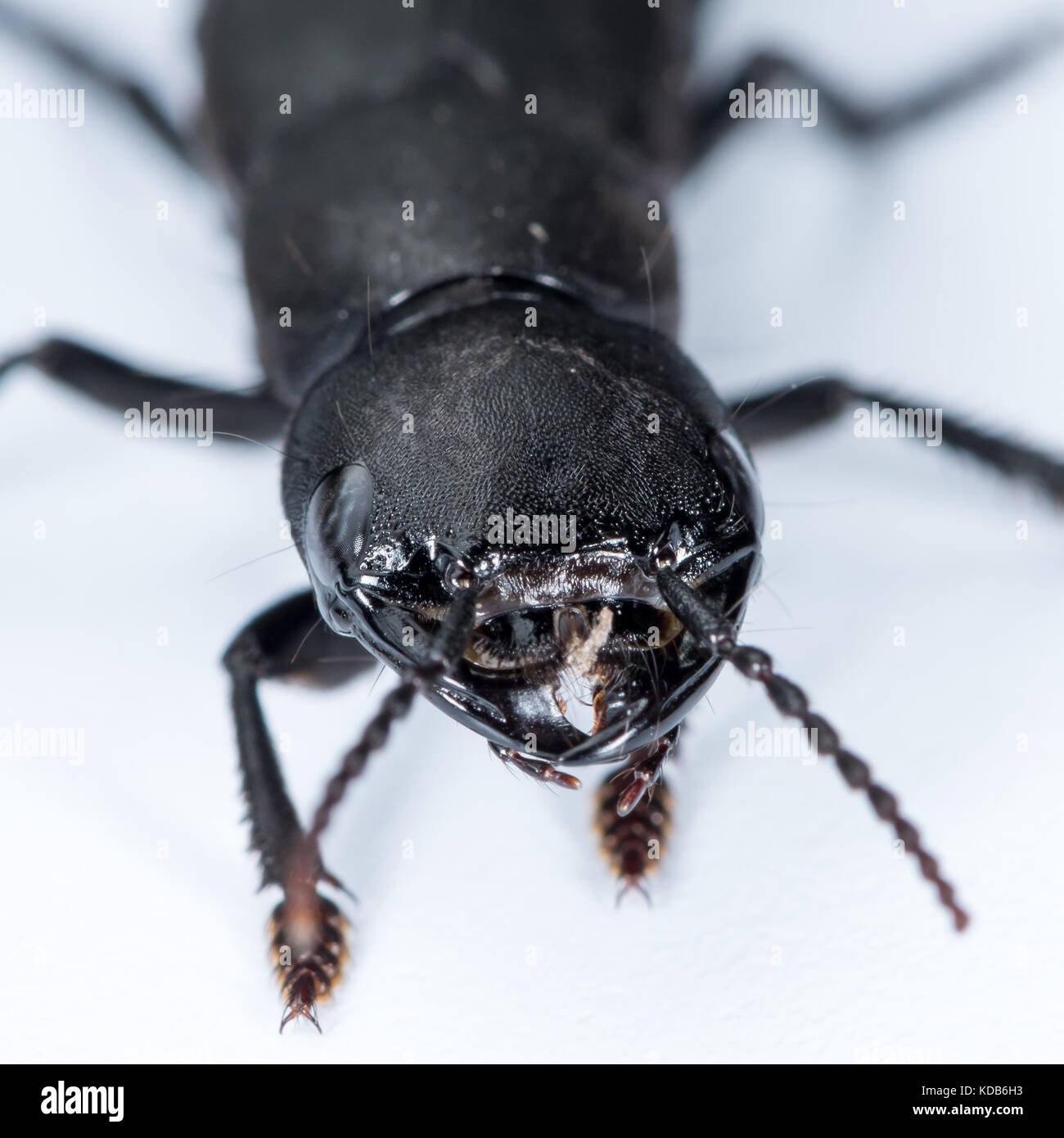 Devil's coach horse beetle (Ocypus olens, Staphylinidae) on a white ...