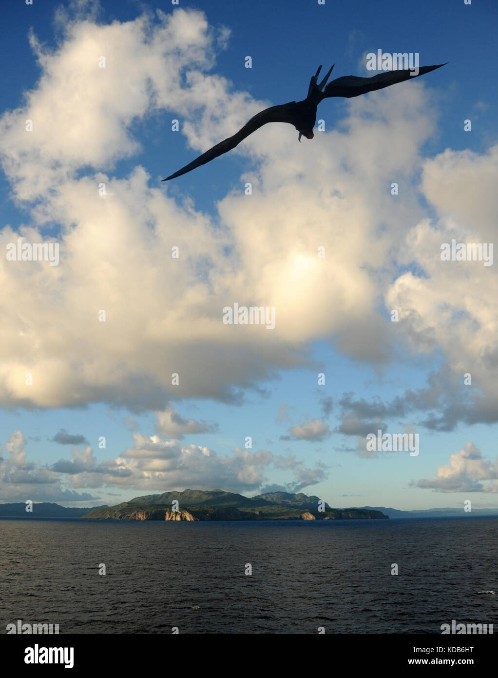 Caribbean frigate bird flying hi-res stock photography and images - Alamy