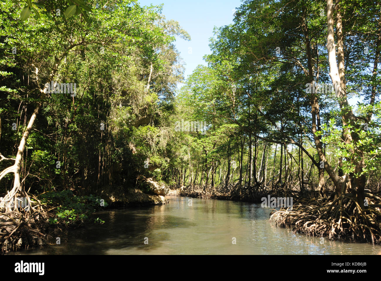 Tropical mangrove and vegetation in the Dominican Republic Stock Photo ...