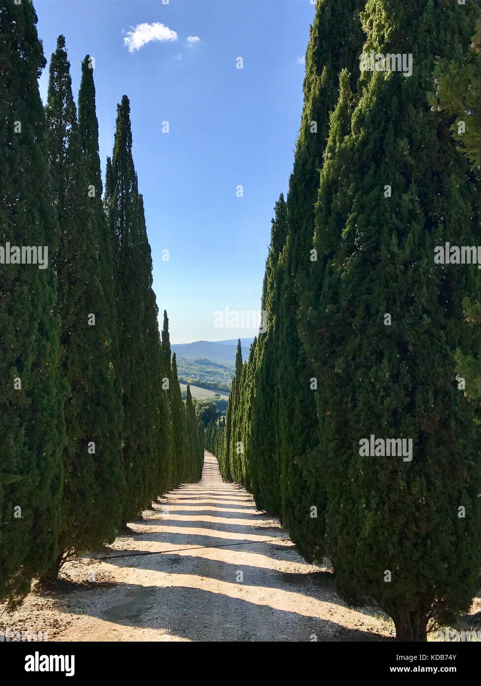 Typical country road in Tuscany, Italy lined with cypress trees on a ...
