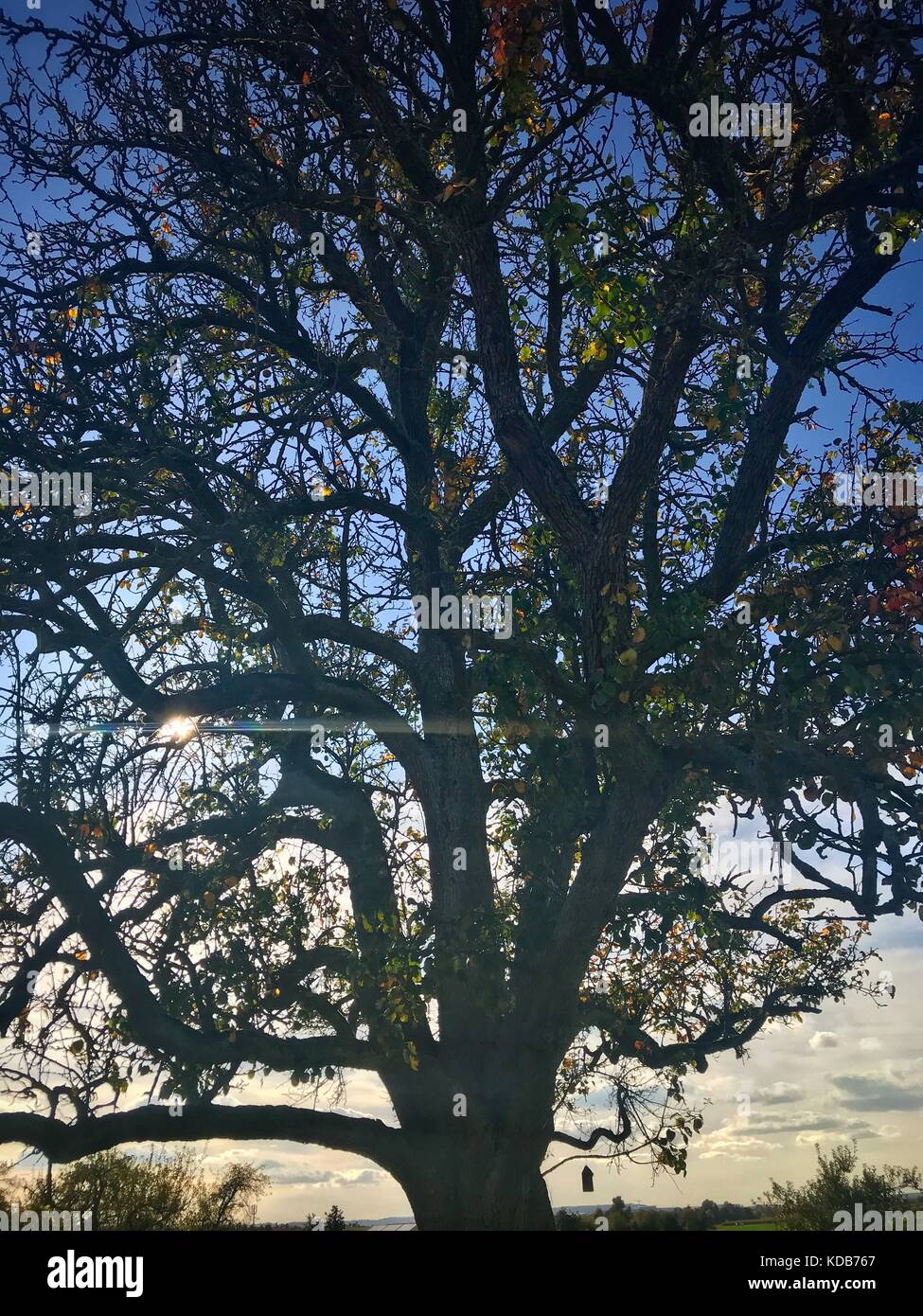 Lovely autumn tree against sunlight Stock Photo - Alamy