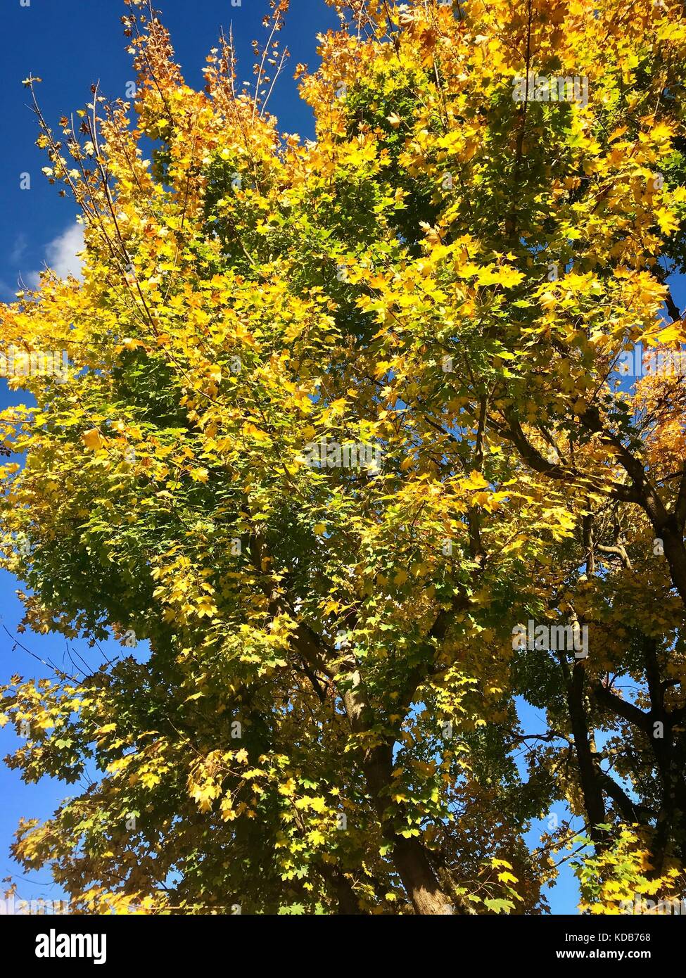Maple tree in autumn with yellow leaves Stock Photo - Alamy
