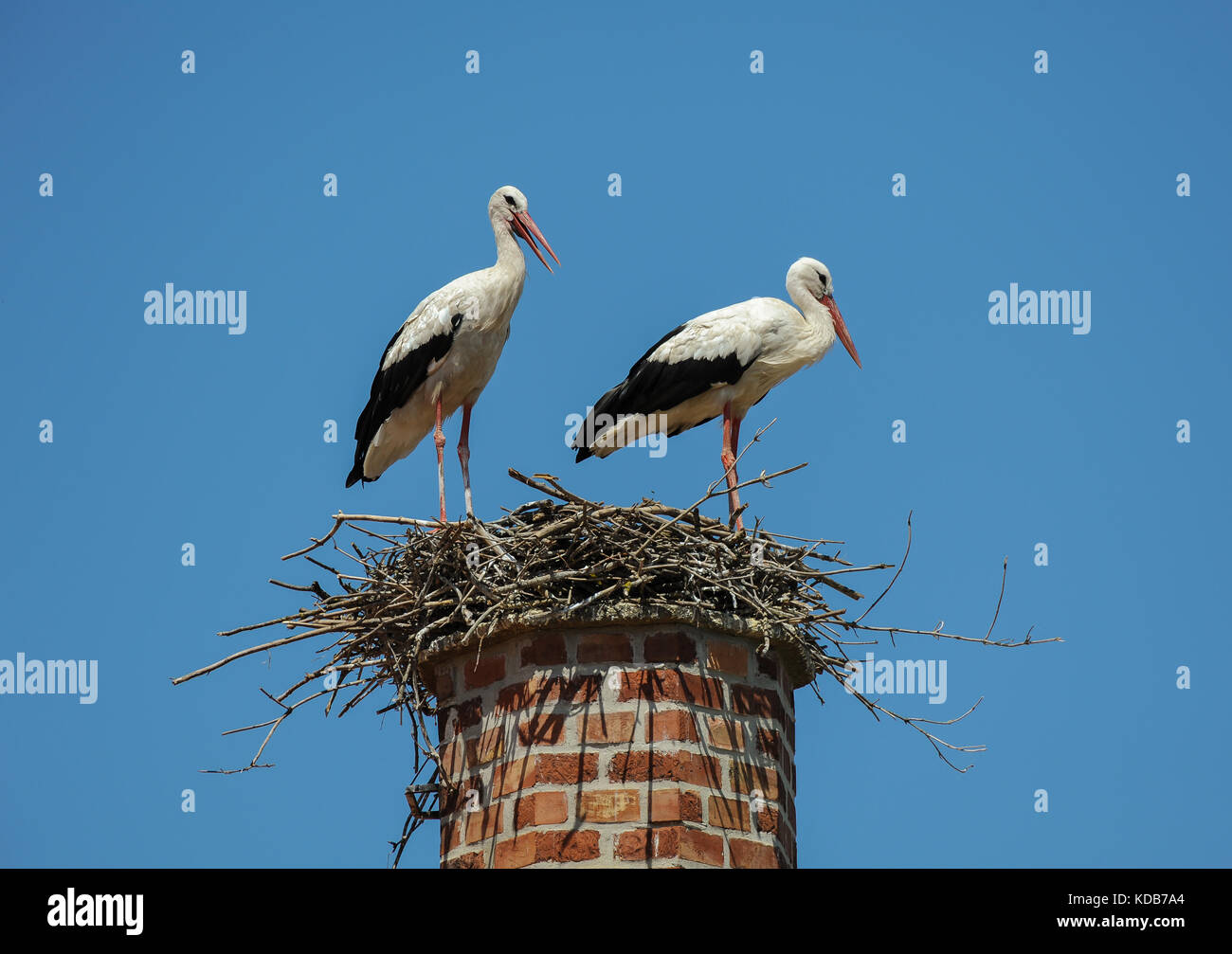 Pair of white stork standing on nest hi-res stock photography and ...