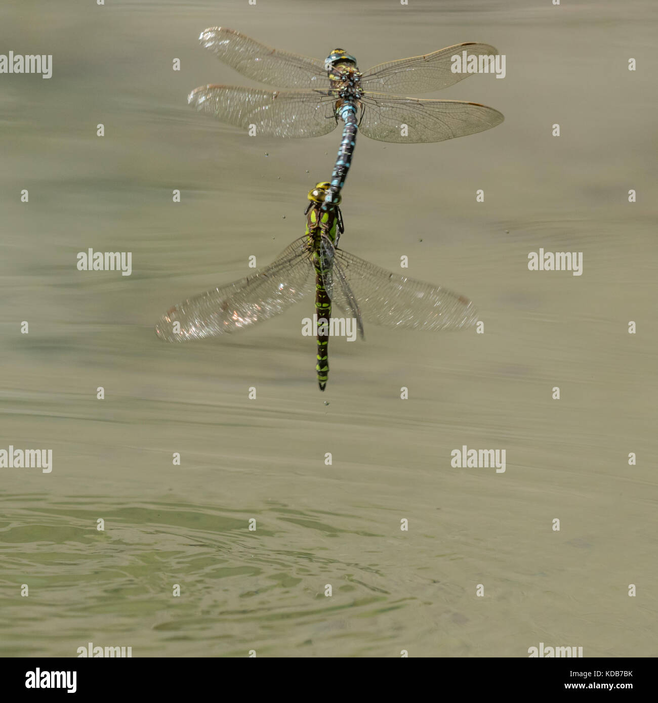 Dragon flies midair hi-res stock photography and images - Alamy