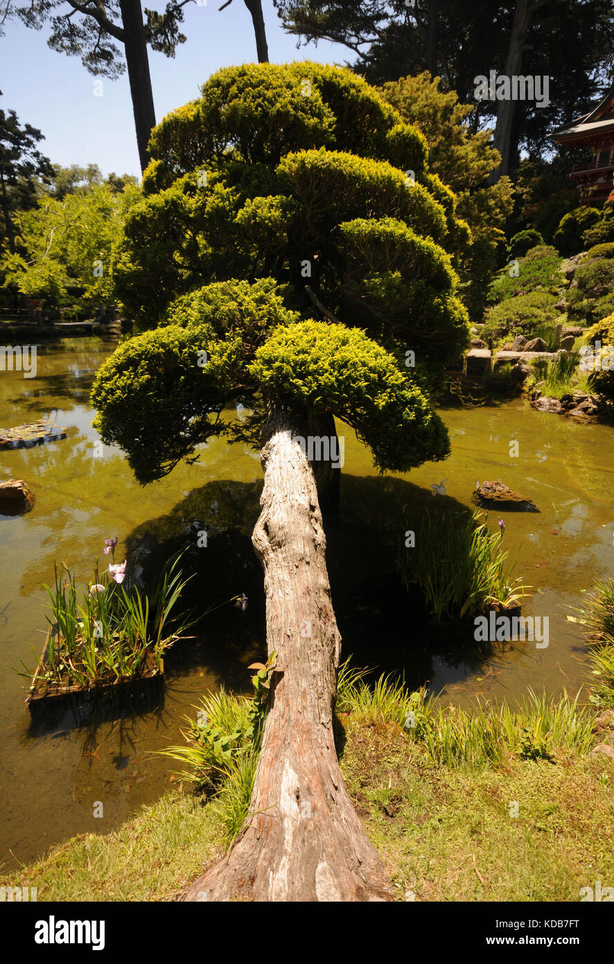 Miniature tree in a decorative Japanese garden Stock Photo - Alamy
