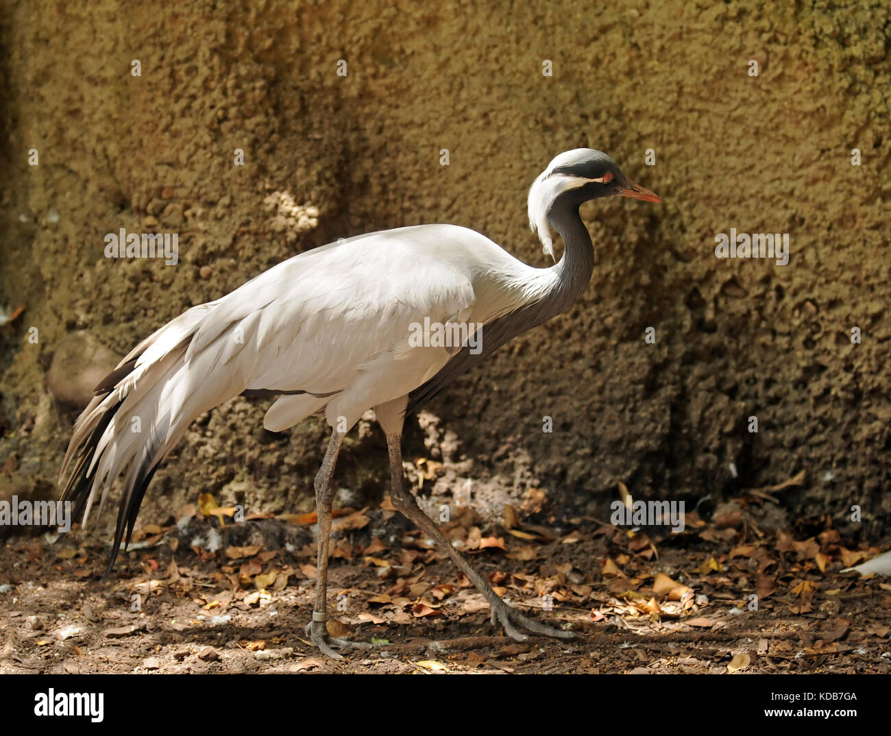 Exotic African crane walking Stock Photo - Alamy