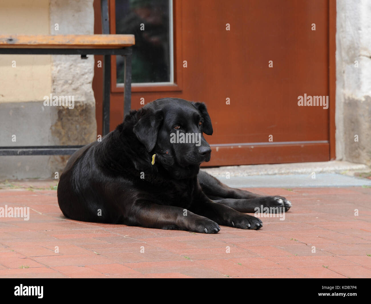 Black, big dog resting on the ground in front of bench and door Stock ...