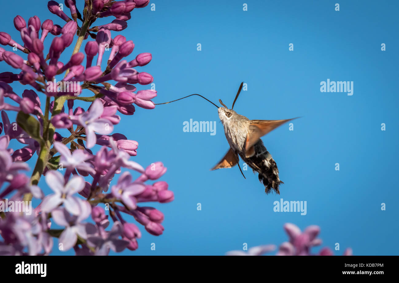 Hummingbird hawk-moth (Macroglossum stellatarum) feeding on blossoms of ...