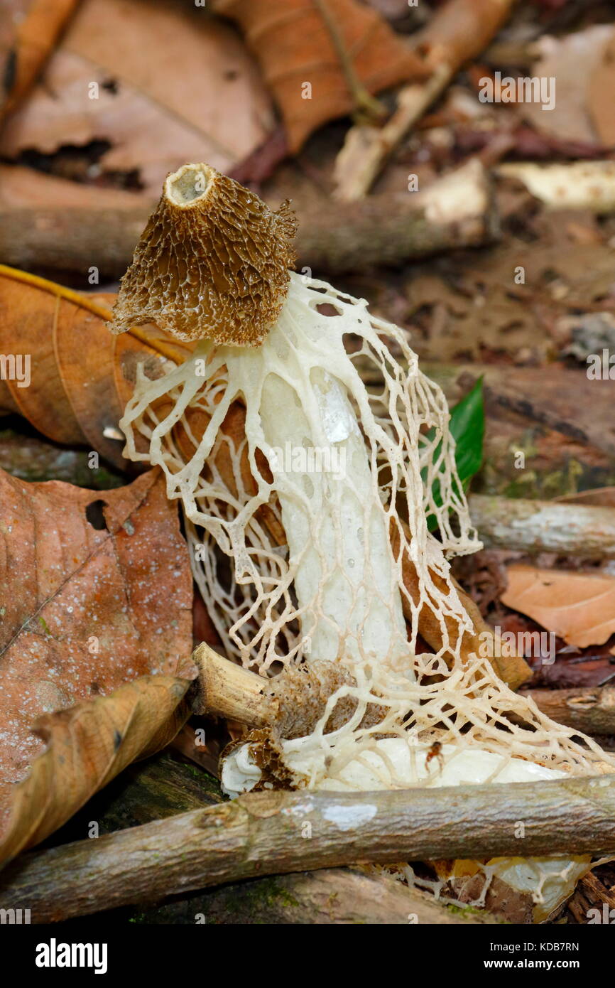 Veiled lady mushroom phallus indusiatus hi-res stock photography and ...
