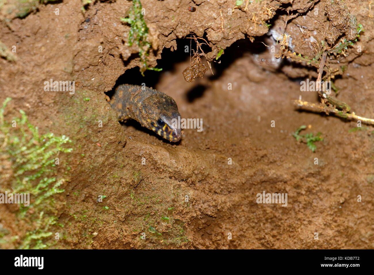 A yellow-spotted night lizard, Lepidophyma flavimaculatum, foraging ...