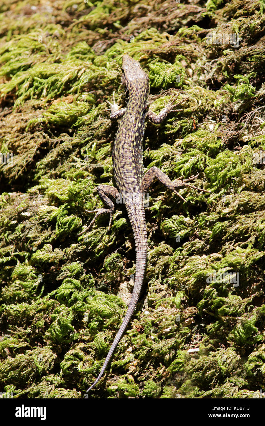lizard Lacertilia on a background of green moss. Krasnodar region Stock ...