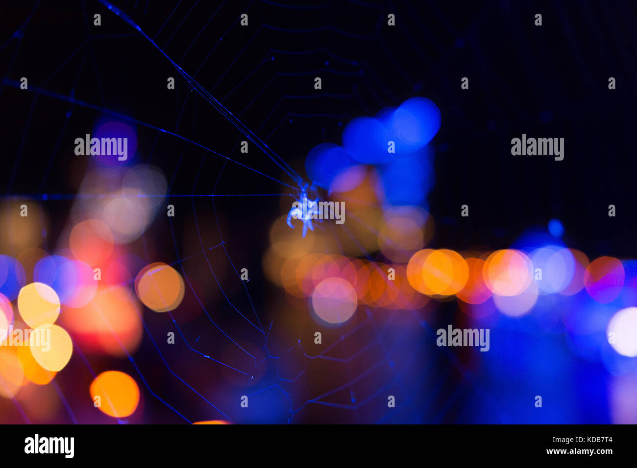 scary spider in blue light Stock Photo - Alamy
