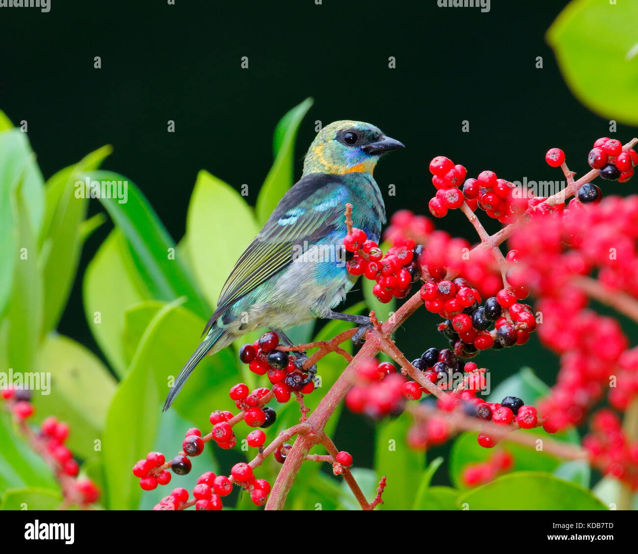 Tanager bird hi-res stock photography and images - Alamy
