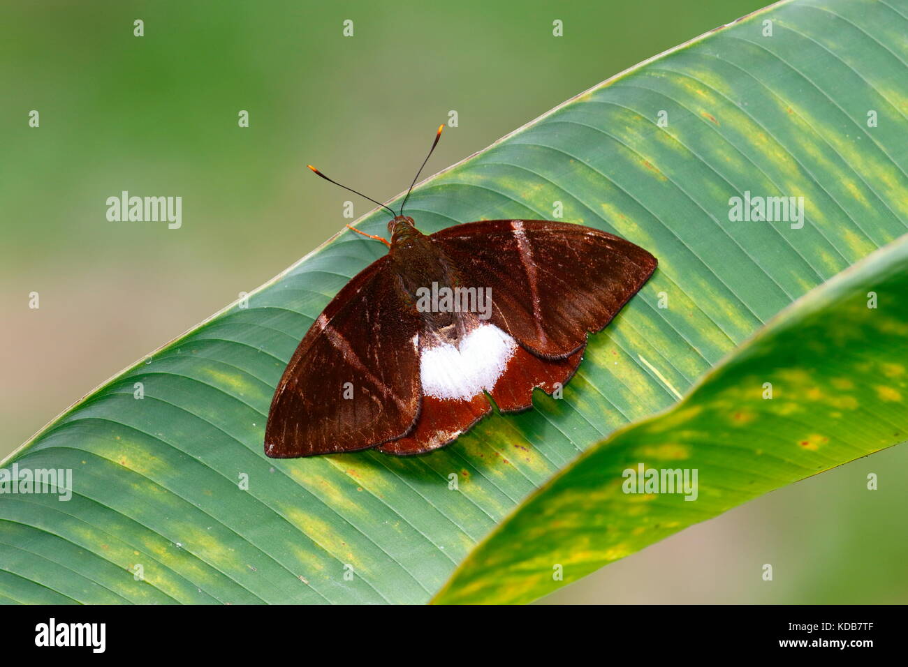 Giant butterfly hi-res stock photography and images - Alamy