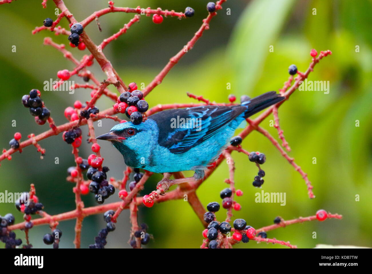 A blue dacnis or turquoise honeycreeper, Dacnis cayana, foraging on ...