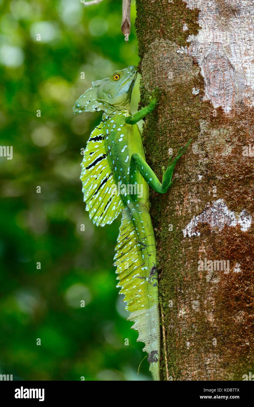 A plumed basilisk, Basiliscus plumifrons, also called a green basilisk ...