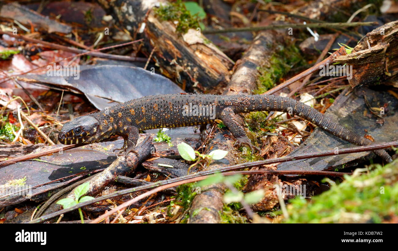 A Yellow-spotted Night Lizard, Lepidophyma Flavimaculatum Stock Photo ...