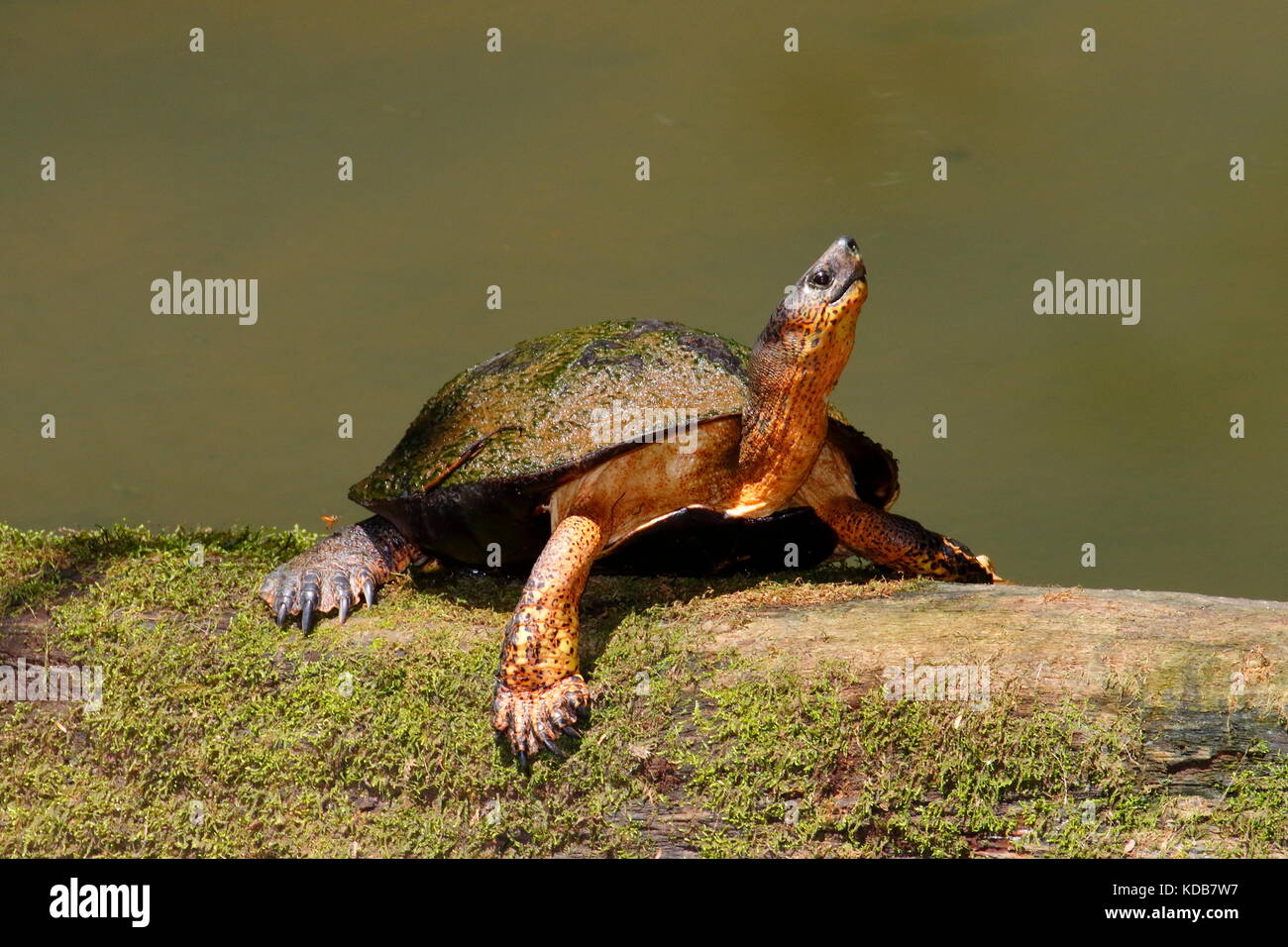 A black river turtle, Rhinoclemmys funerea, or black wood turtle ...