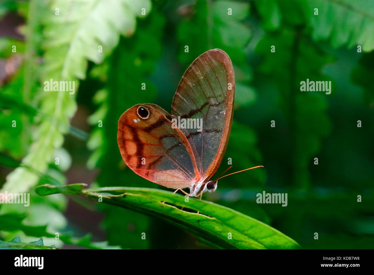 A rusted clearwing satyr butterfly, Cithaerias pireta, landing on a ...