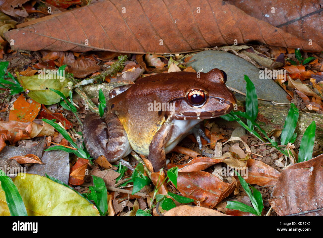 Jungle frog hi-res stock photography and images - Alamy