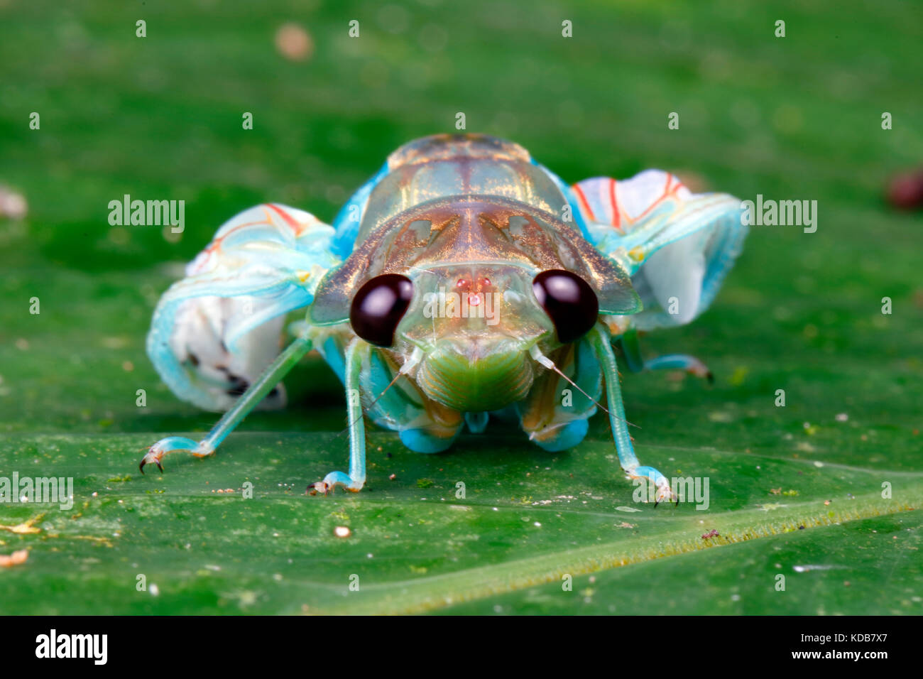 A bluish cicada metamorphosing Stock Photo - Alamy