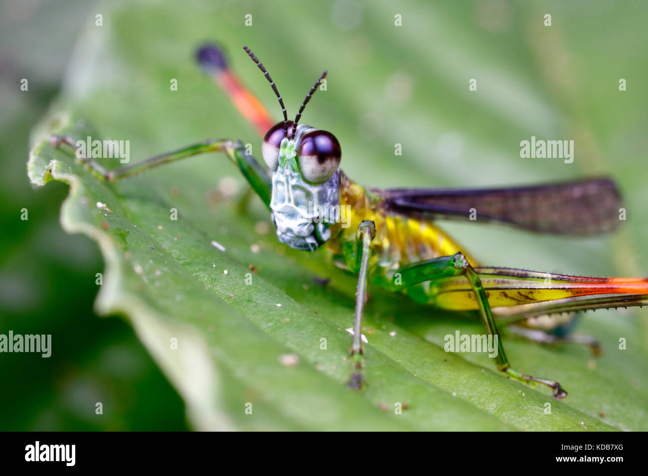 Grasshopper leaf pattern hi-res stock photography and images - Alamy