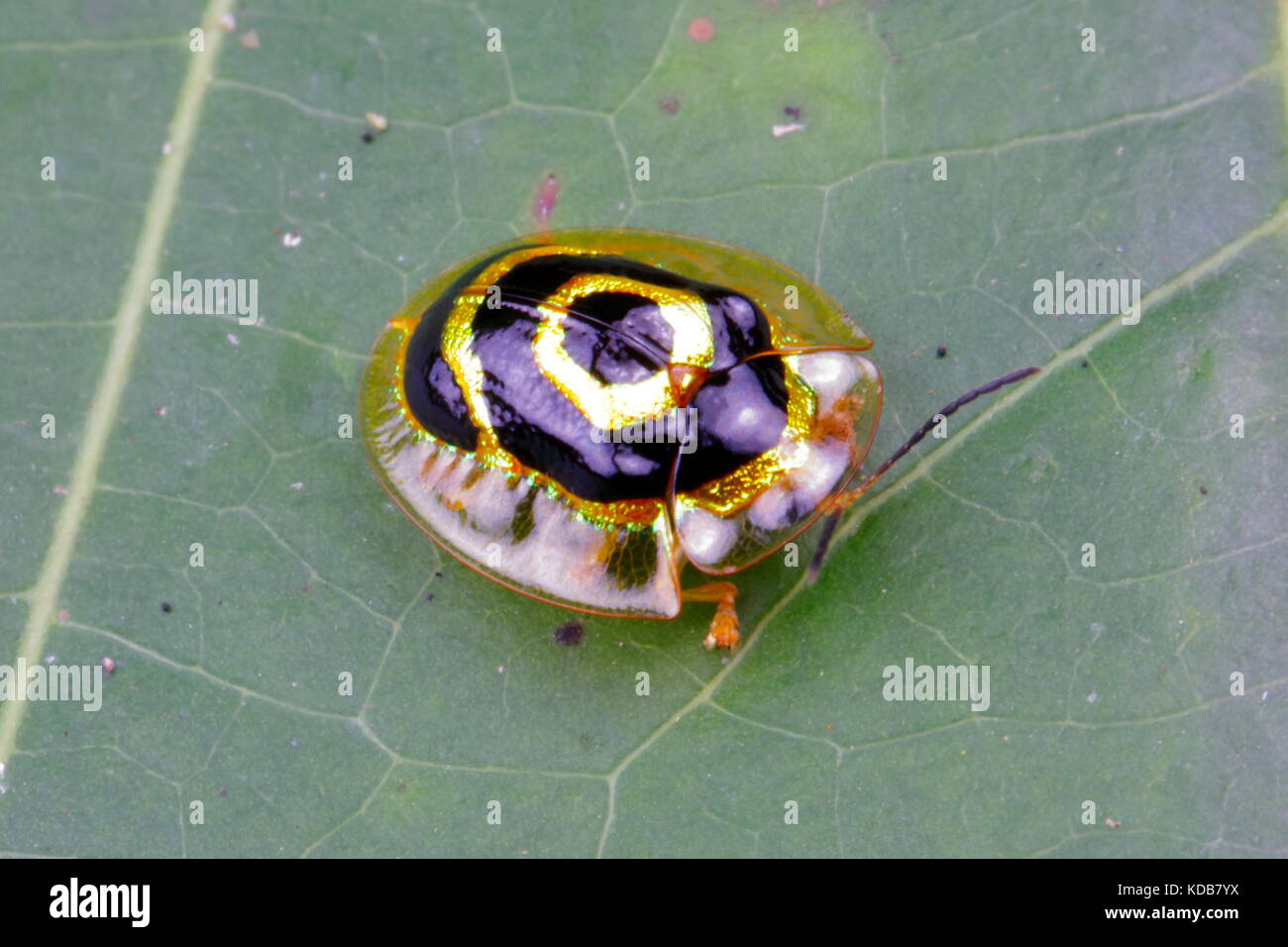 A target beetle, Charidotis cincticulus, crawling on a leaf Stock Photo ...