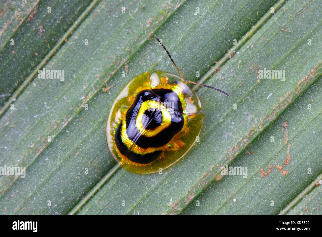 A target beetle, Charidotis cincticulus, crawling on a leaf Stock Photo ...
