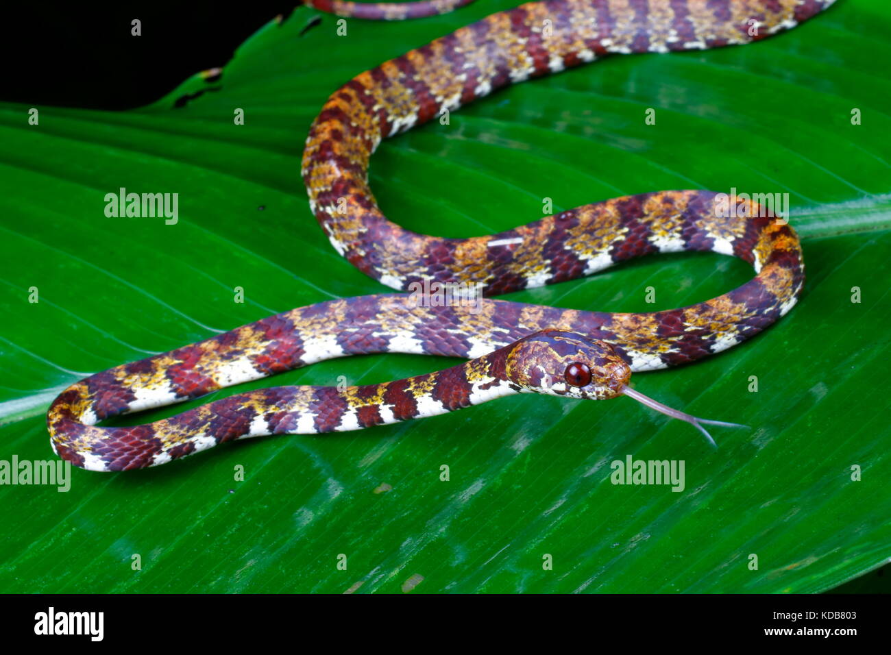 Heliconia leaf hi-res stock photography and images - Alamy