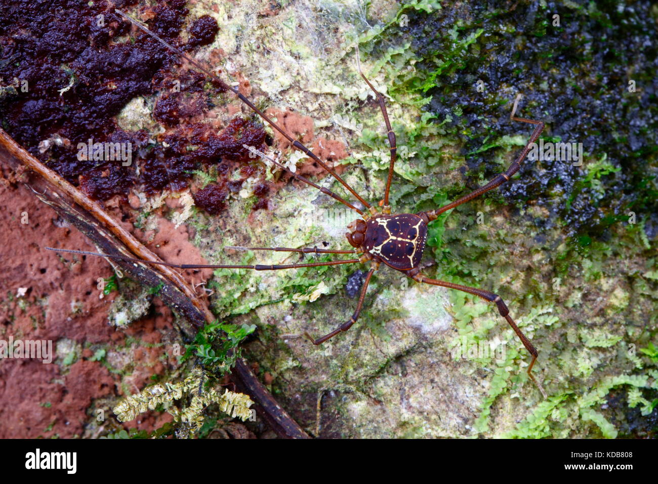Trunk horizontal hi-res stock photography and images - Alamy