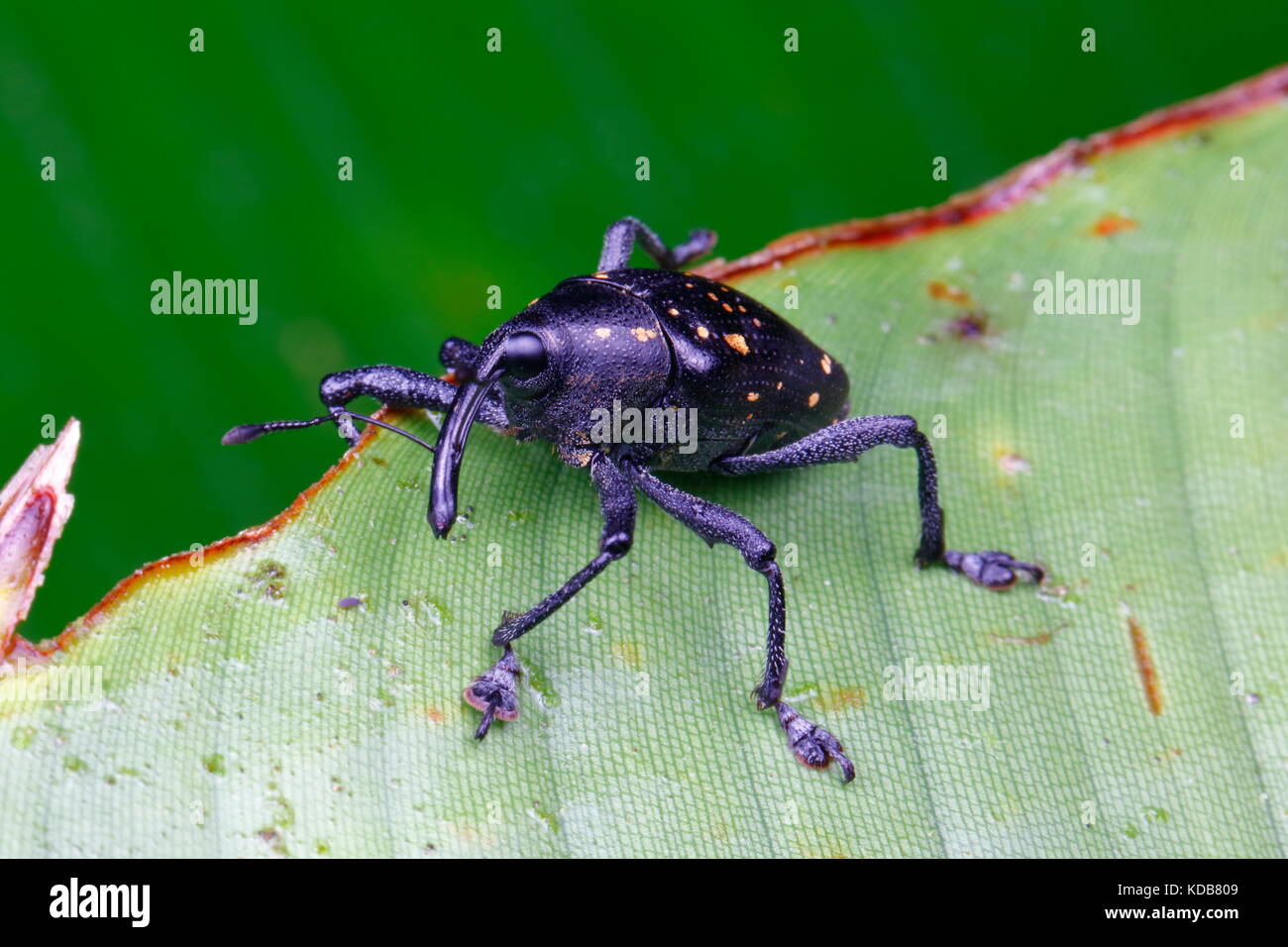 A yellow spotted weevil crawling on a leaf Stock Photo - Alamy