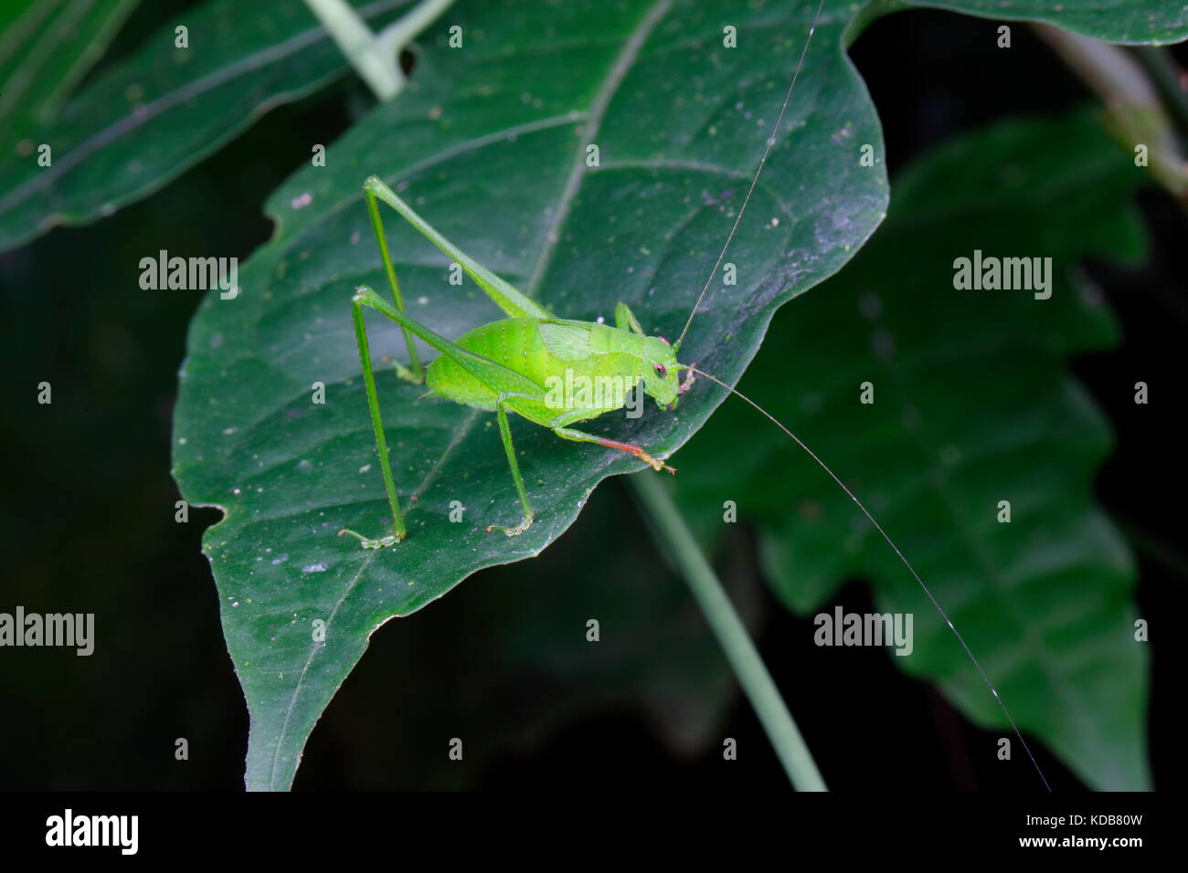 Subria sylvestris hi-res stock photography and images - Alamy