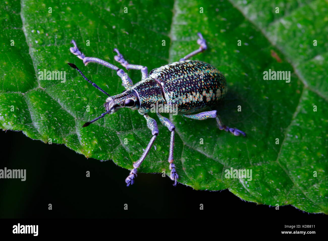 One little leaf hi-res stock photography and images - Alamy