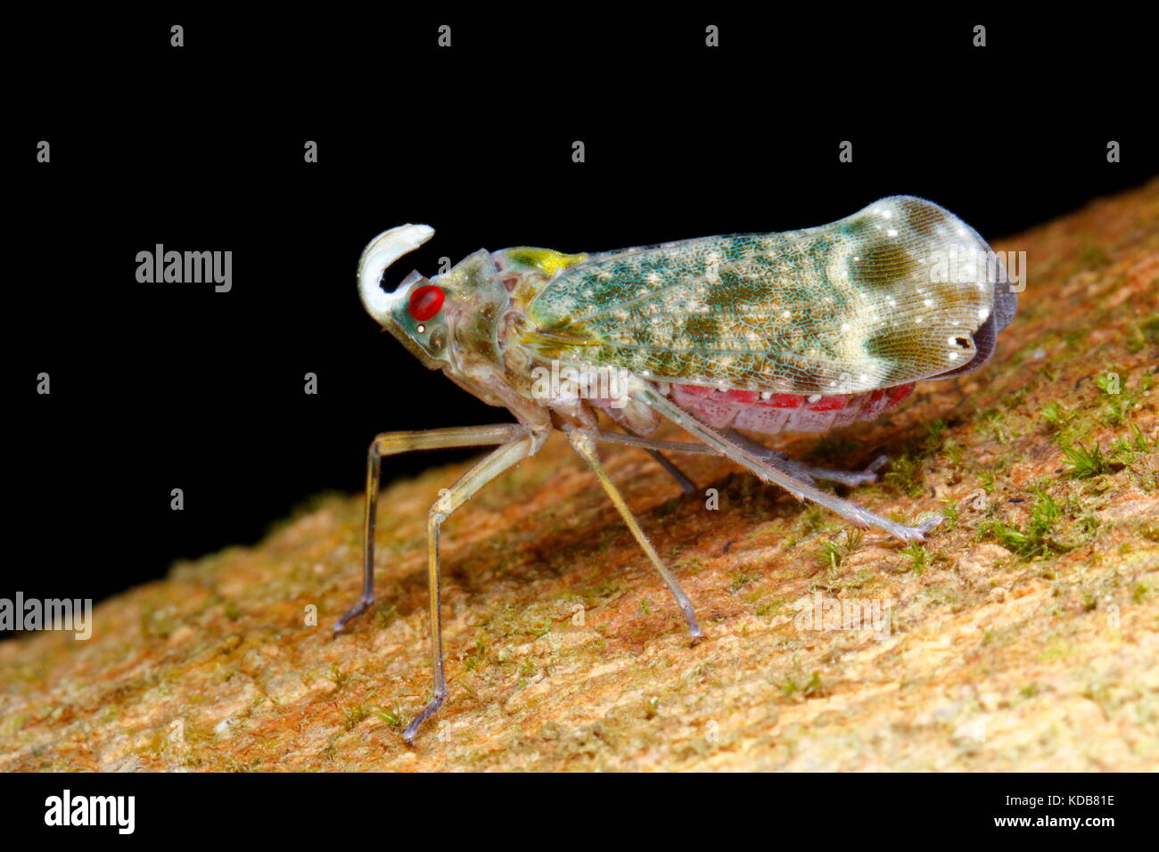 A tree hopper, Enchophora sanguinea, resting on an oil tree Stock Photo ...