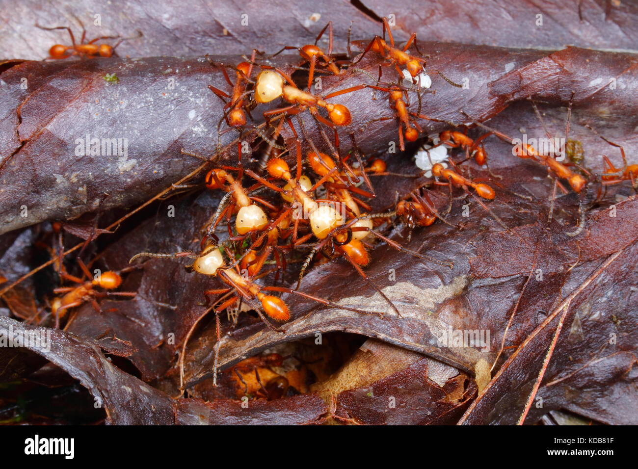 Army ants, Eciton burchelli, on the forest floor Stock Photo - Alamy