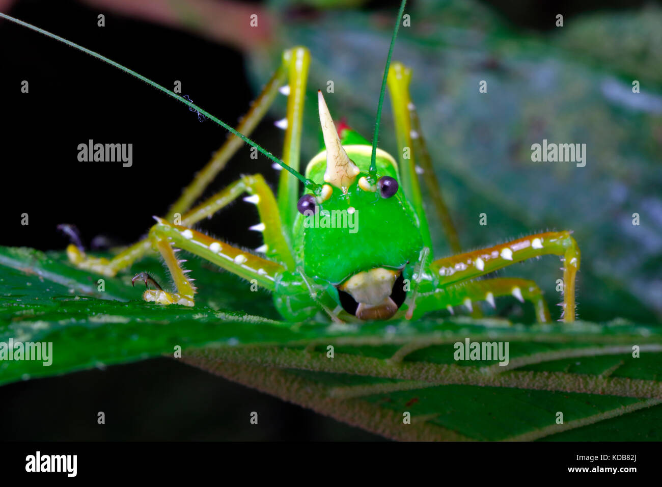 A horned katydid with purple eyes, Copiphora species, resting on a leaf ...