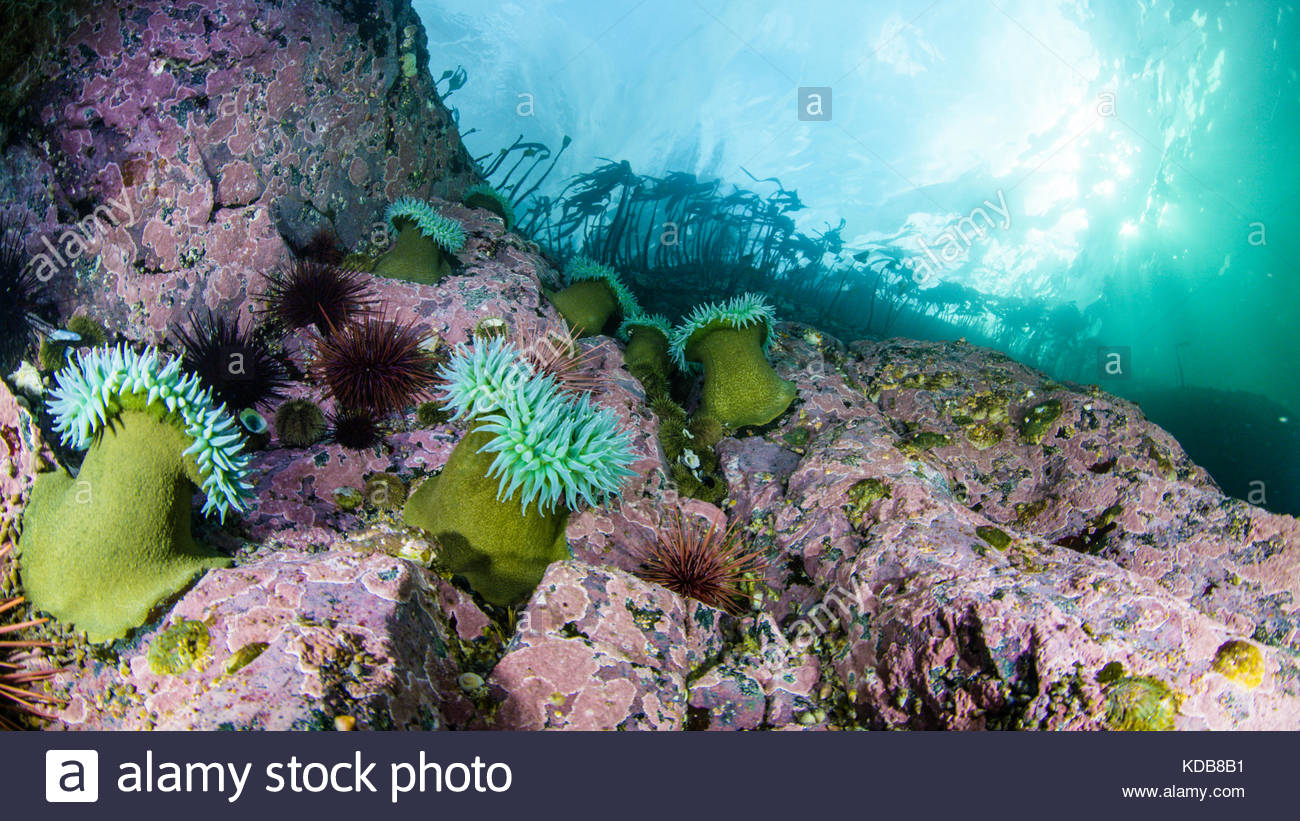 Red Sea Urchin Stock Photos & Red Sea Urchin Stock Images - Alamy