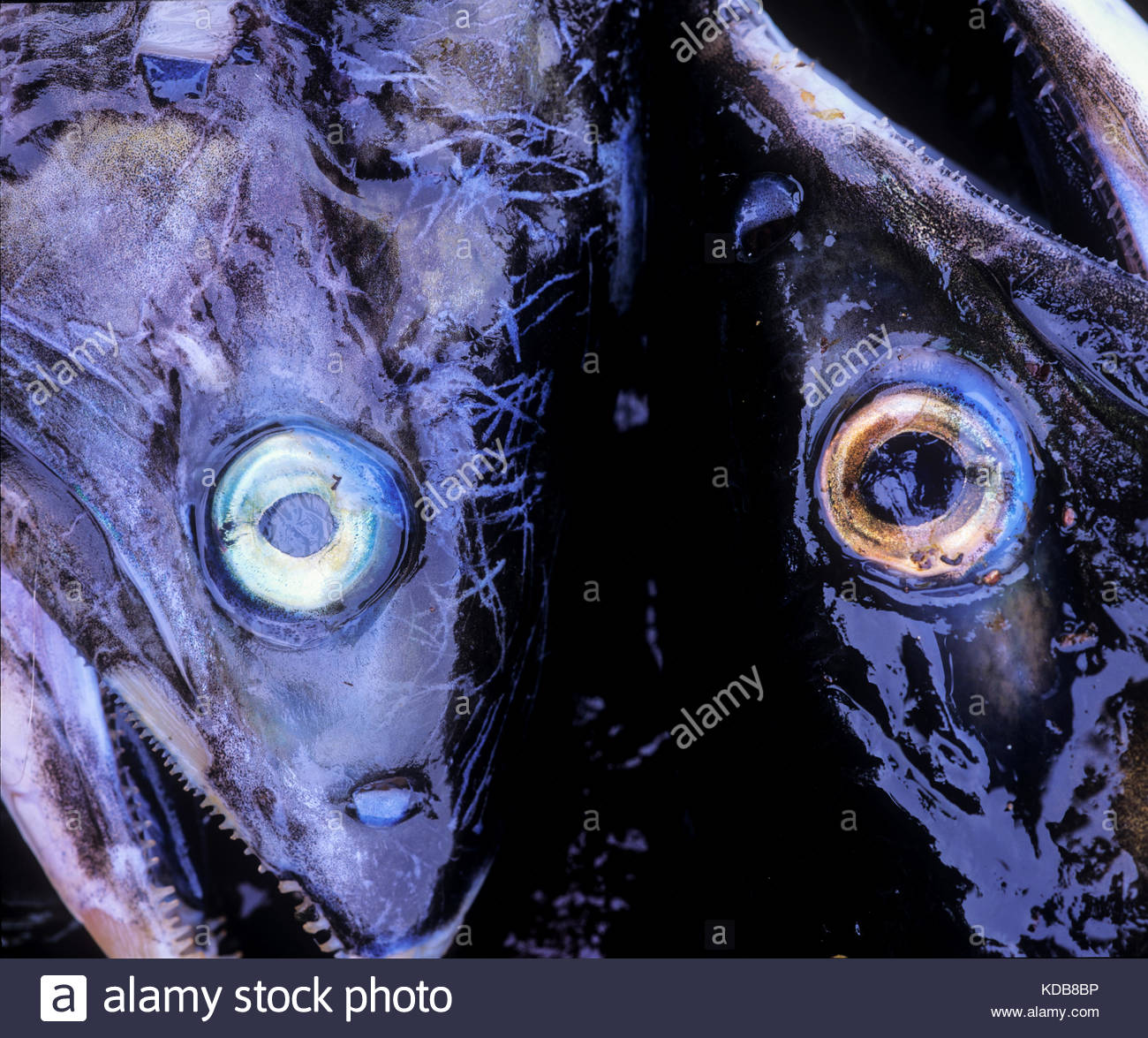 Spawned Stock Photos & Spawned Stock Images - Alamy