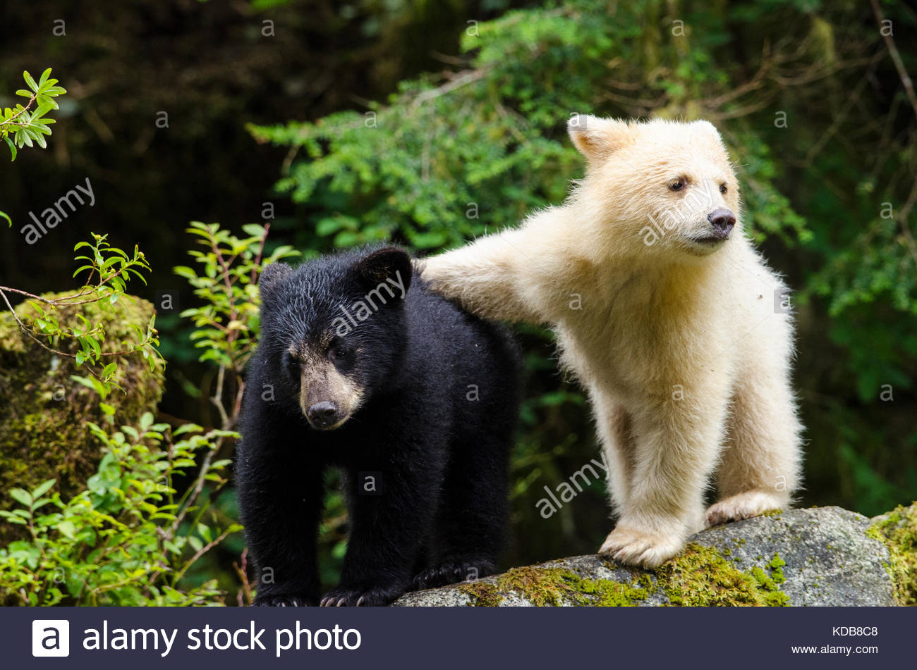Kermode Bear Stock Photos & Kermode Bear Stock Images - Alamy