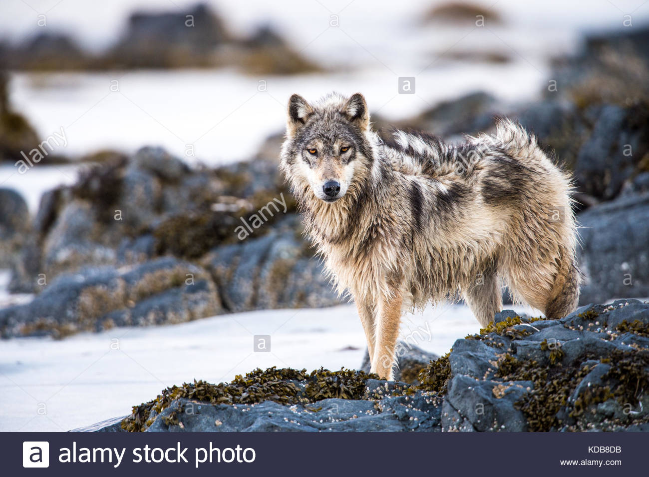 Coastal Wolf Stock Photos & Coastal Wolf Stock Images - Alamy