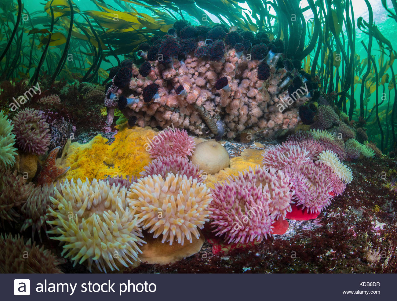 Sea Worm High Resolution Stock Photography and Images - Alamy