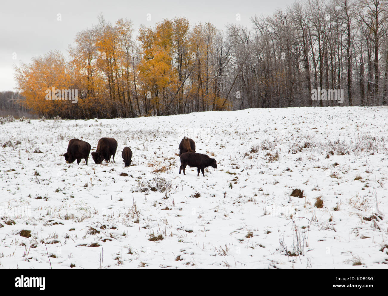 Bison snow trees hi-res stock photography and images - Alamy
