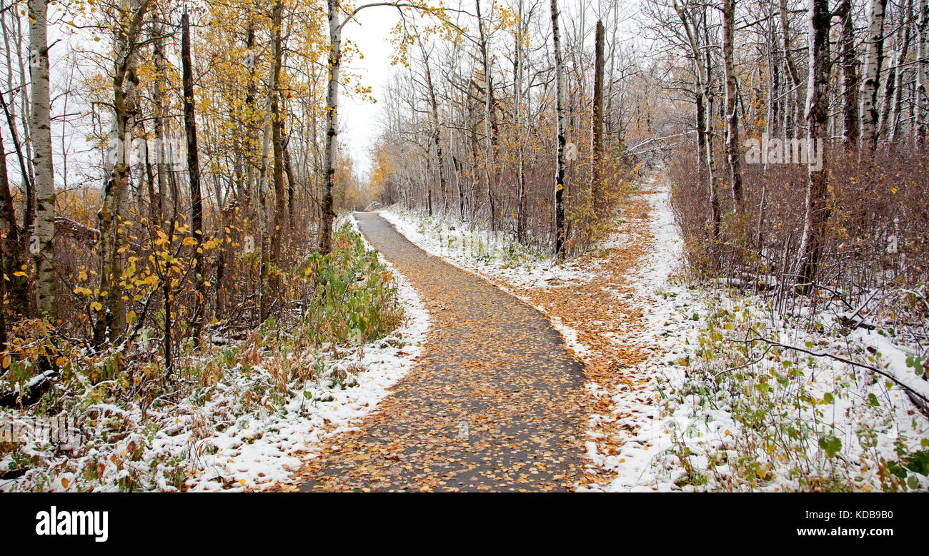 Fork in the road in woods hi-res stock photography and images - Alamy