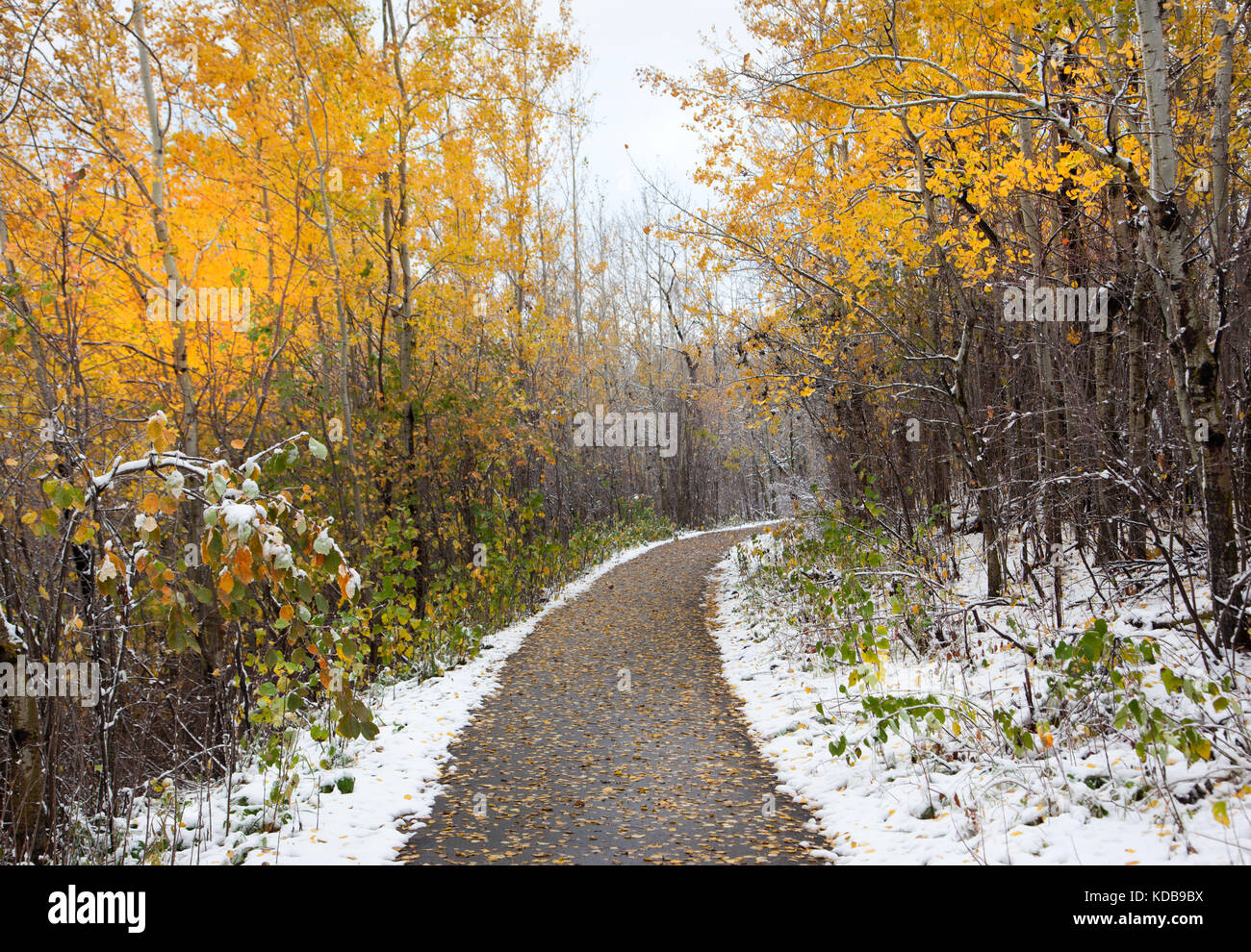 a paved pathway with yellow autumn trees and fresh snowfall Stock Photo ...
