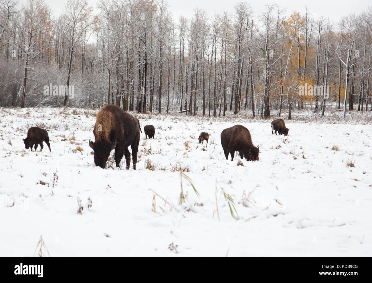 near the forest a group of bison eat and snack and roam Stock Photo - Alamy